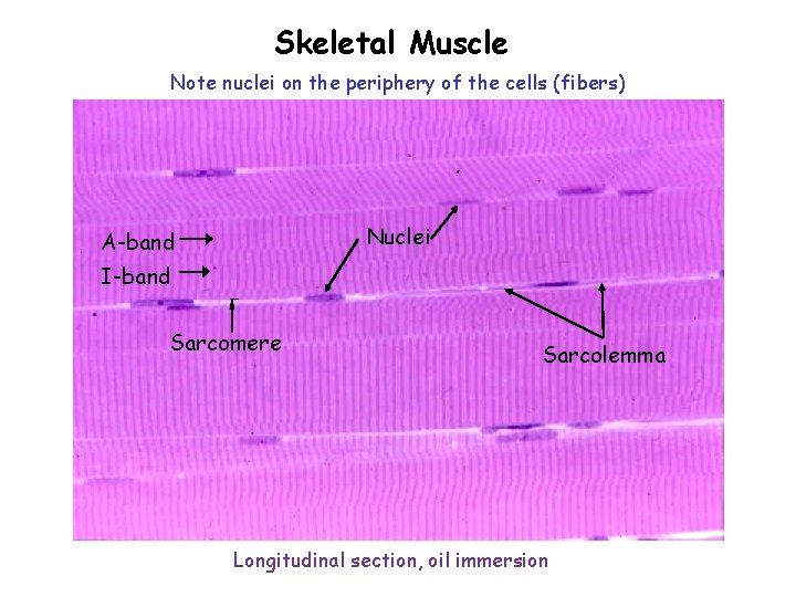 The Muscular System Lab 7 REVIEW What are