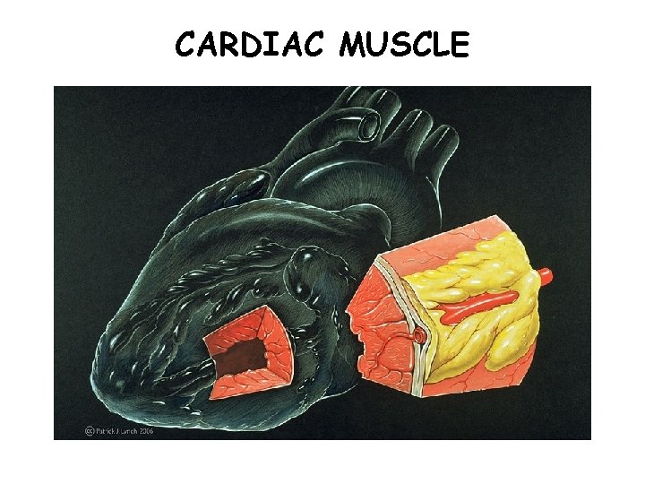 The Muscular System Lab 7 REVIEW What are