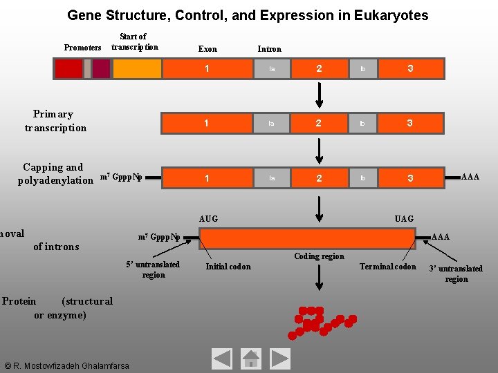 Gene Structure Control and Expression in Eukaryotes Transposon