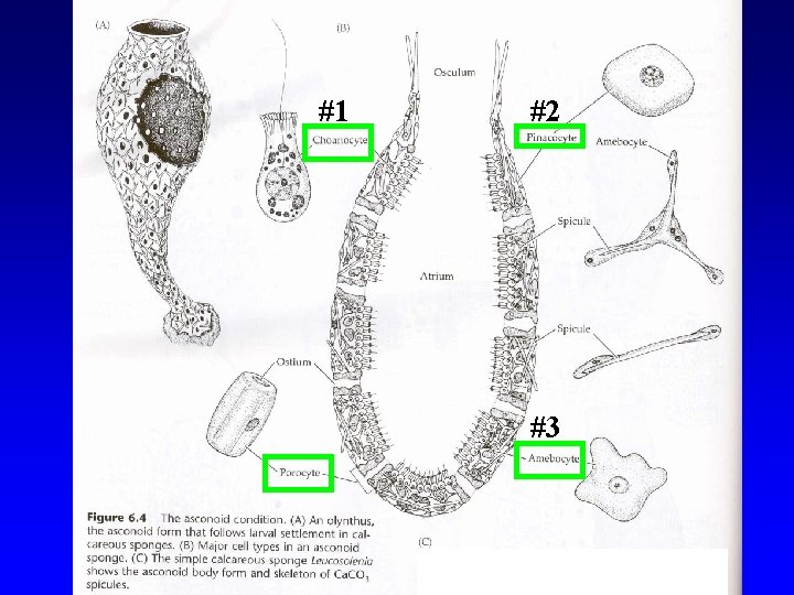 Phylum Porifera Sponges Chapter 6 The Sponges Phylum