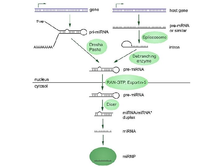 ABPG RNomics lecture 2 micro RNA si RNA
