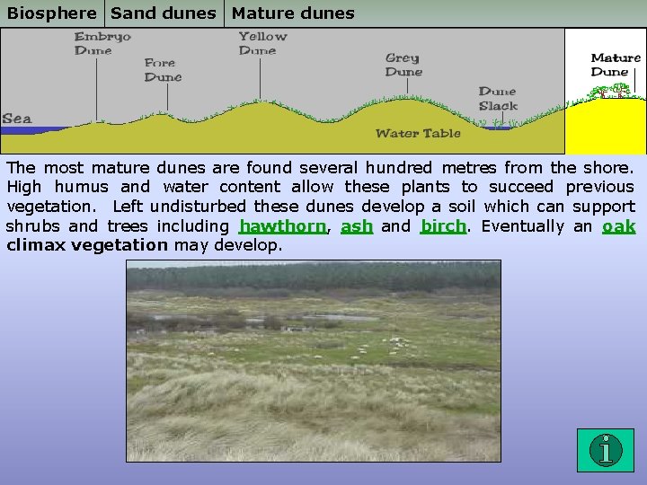 IGCSE Geography Sand dunes SQA Biosphere Sand dunes