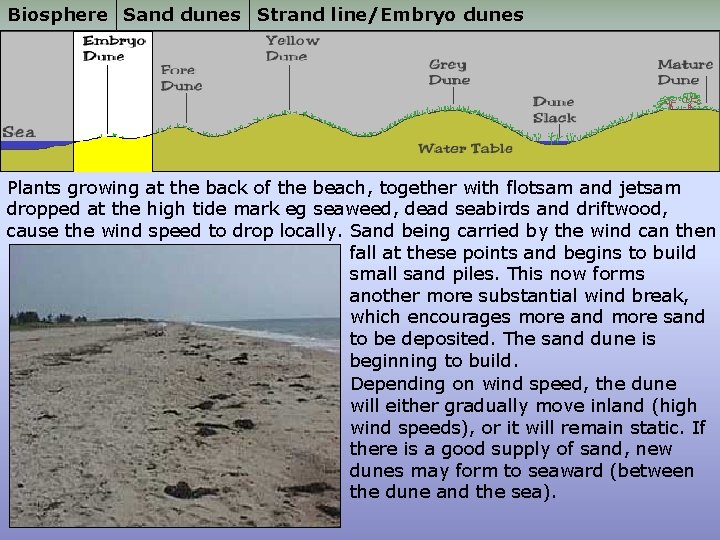 IGCSE Geography Sand dunes SQA Biosphere Sand dunes