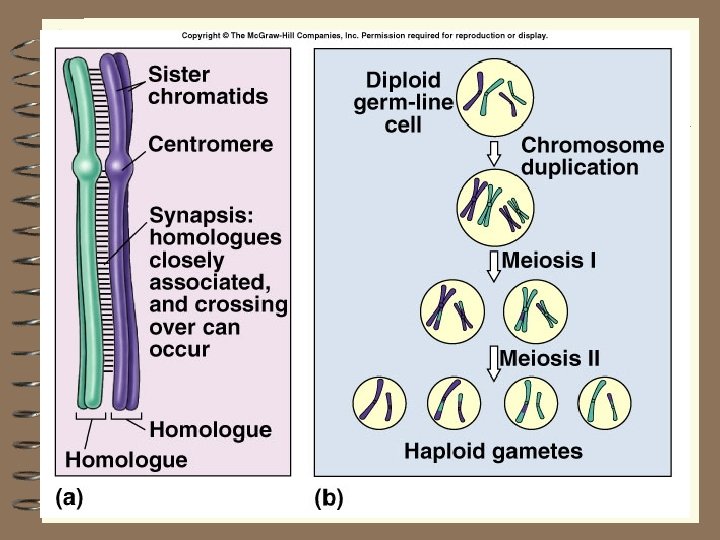 Meiosis Section 8 3 Objectives 4 List and