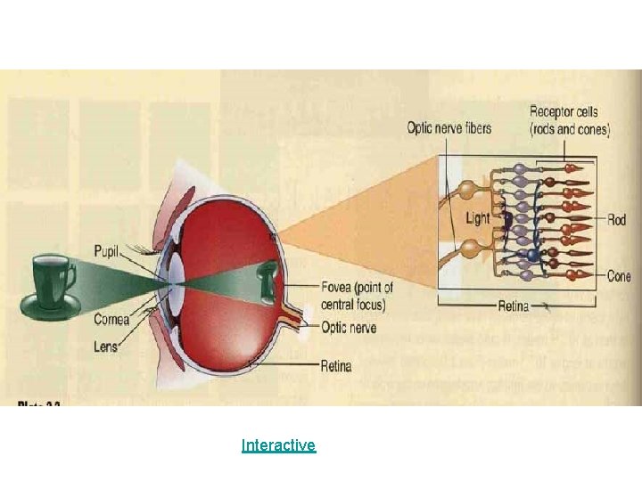 Chapter 4 Sensation Perception Sensation The process by