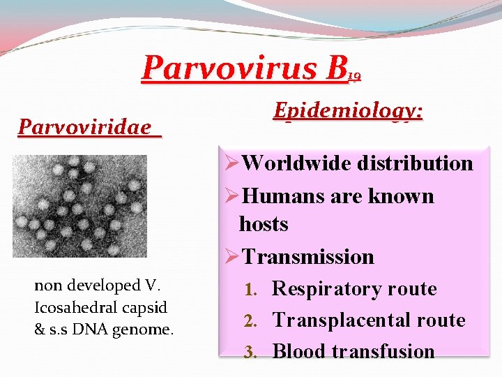 Transplacental infections Reproductive Block Microbiology 2016 By Dr