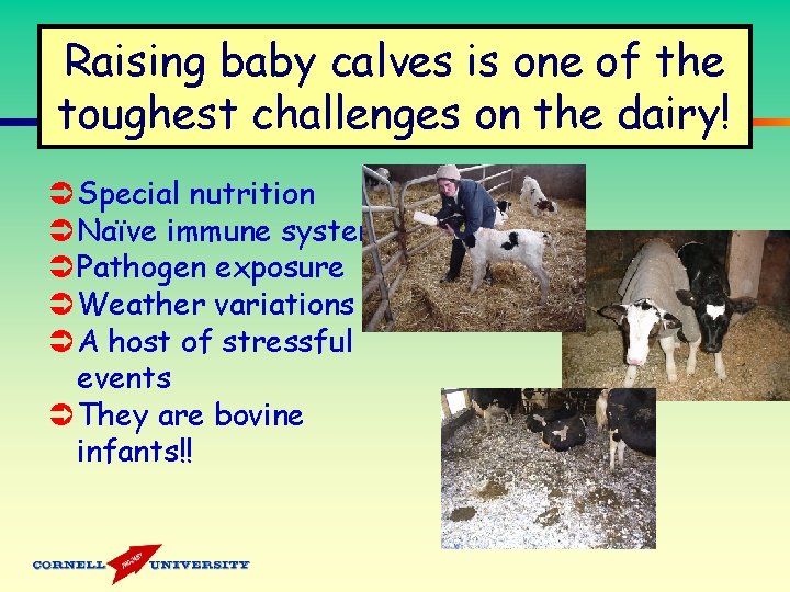 Keeping Calves Healthy Calf Management Practices Dairy Skills