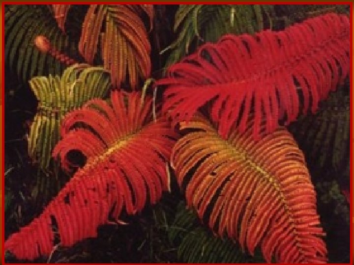 Where the Red Fern Grows By Wilson Rawls
