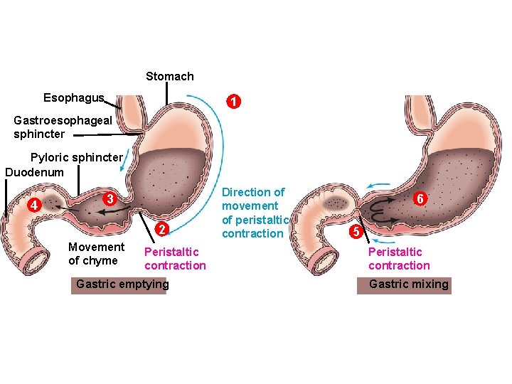Chapter 3 Anatomy for Nutritions Sake ASK YOURSELF