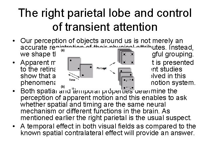The when pathway of the right parietal lobe