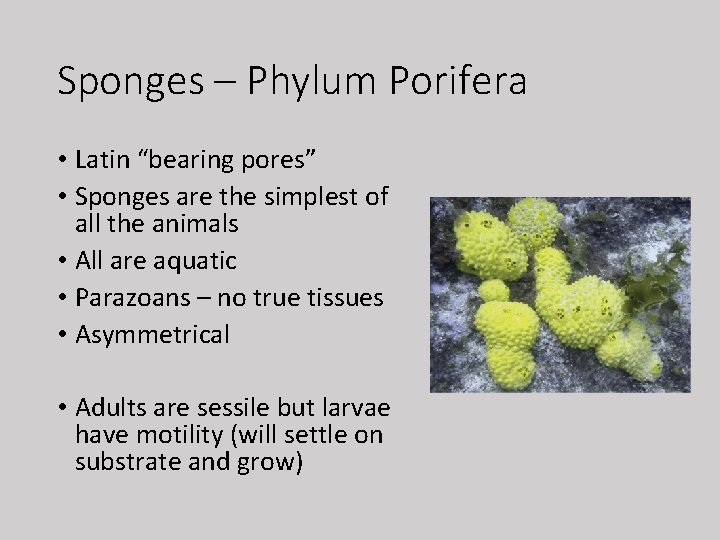 Chapter 28 Invertebrates Insert photo here representing chapter