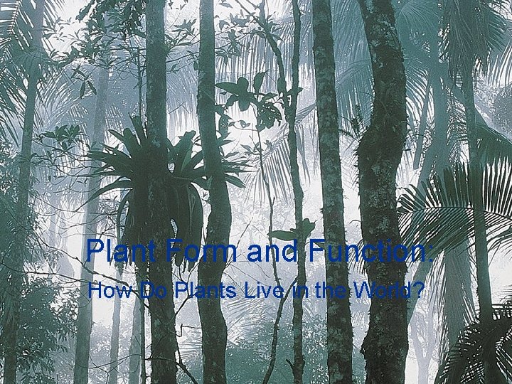 Plant Form and Function How Do Plants Live