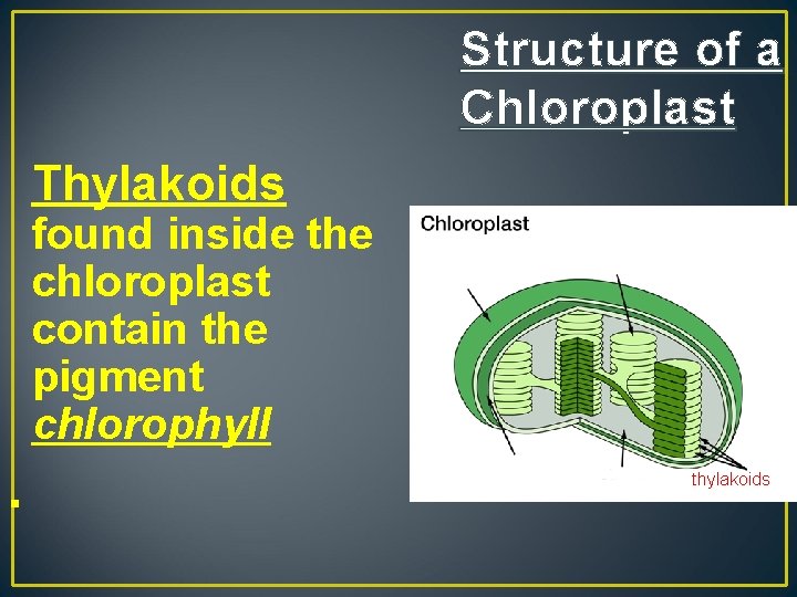 Photosynthes is Essential Question How do plants harness