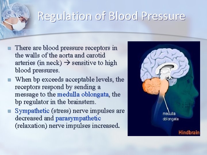 Homeostasis and Blood Flow The Circulatory System Cardiac