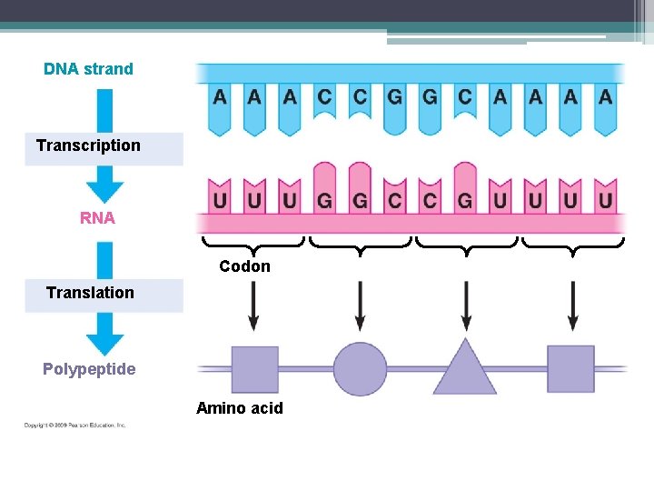 Molecular Biology PROTEIN SYNTHESIS Proteins DNA codes for