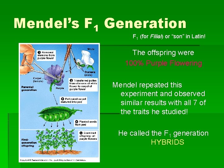 The Work of Gregor Mendel Chapter 11 Section