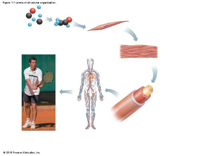 Figure 1 1 Levels of structural organization 2015