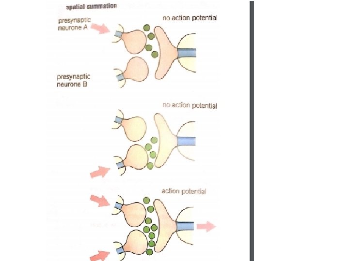 Module 5 Communication homeostasis energy Block 2 A