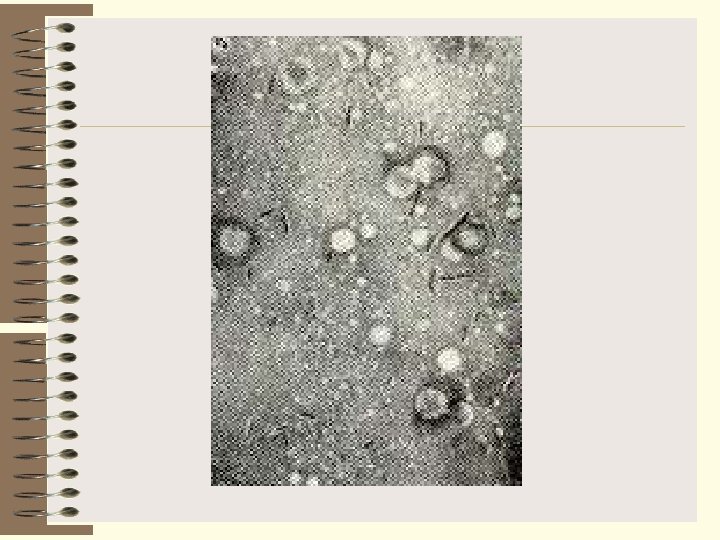 Chair of Medical Biology Microbiology Virology and Immunology