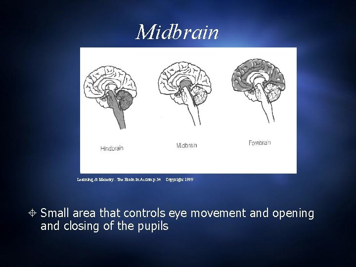 The Brain How does learning take place and