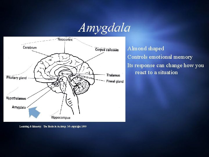 The Brain How does learning take place and
