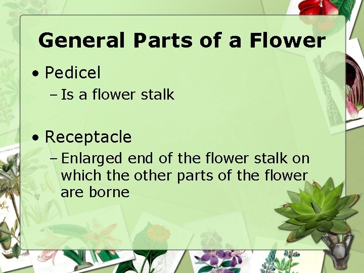 Chapter 16 Reproduction in Plants Objectives Students should