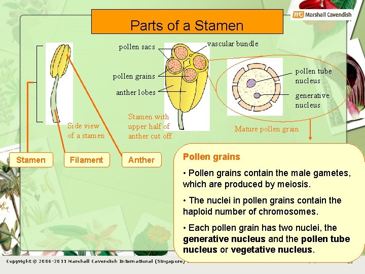 Chapter 16 Reproduction in Plants Objectives Students should