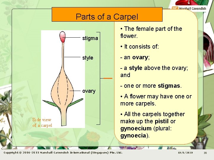 Chapter 16 Reproduction in Plants Objectives Students should