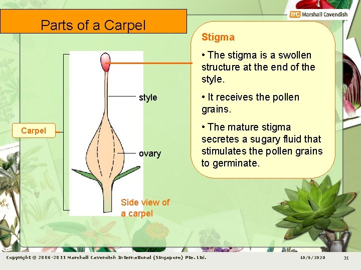 Chapter 16 Reproduction in Plants Objectives Students should