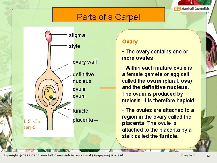 Chapter 16 Reproduction in Plants Objectives Students should