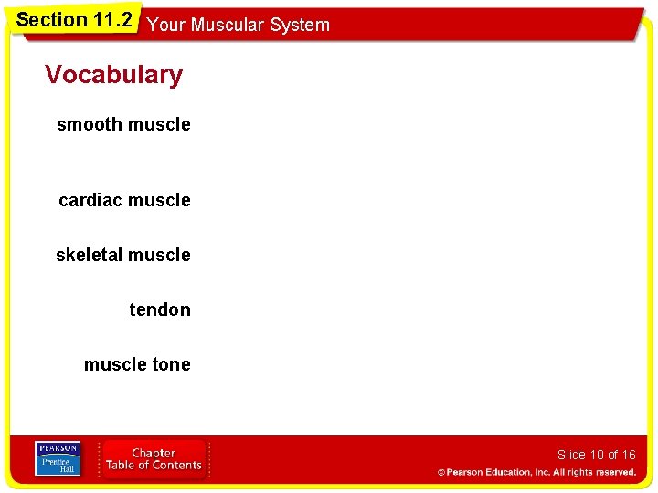 Section 11 2 Your Muscular System The Muscles