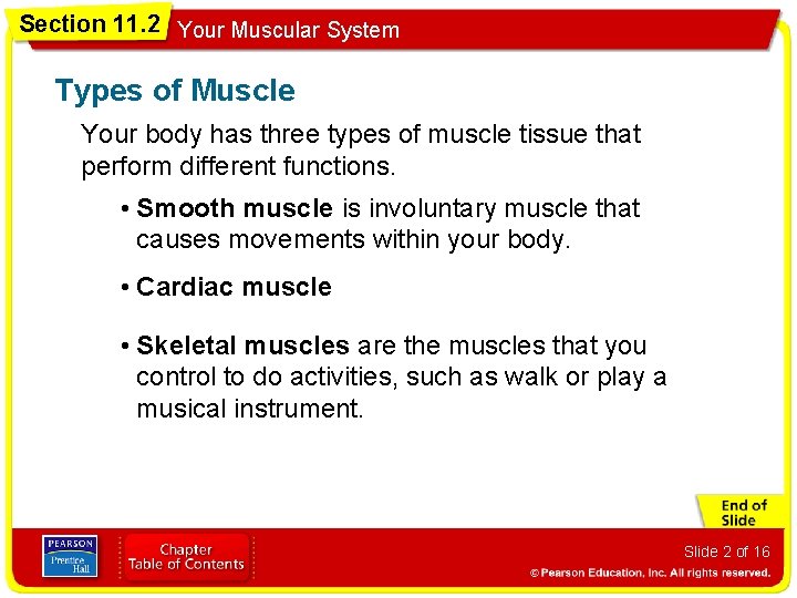 Section 11 2 Your Muscular System The Muscles