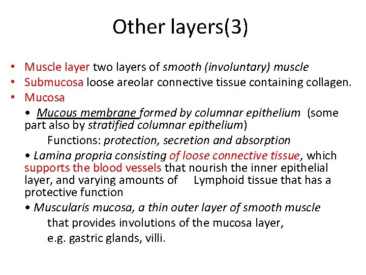 Digestive system Presented by Mirza Salman Baig Faculty
