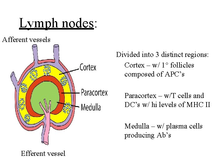 Secondary 2 Lymph Organs Ranges from 1 Diffuse