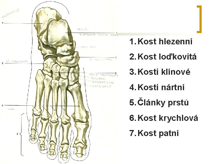 Kostra doln konetiny Kov kost Pletenec doln konetiny