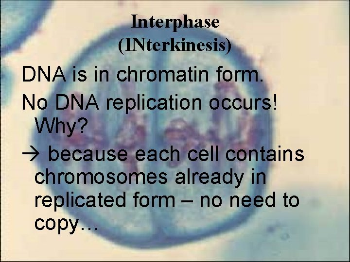Meiosis What does this picture tell us about