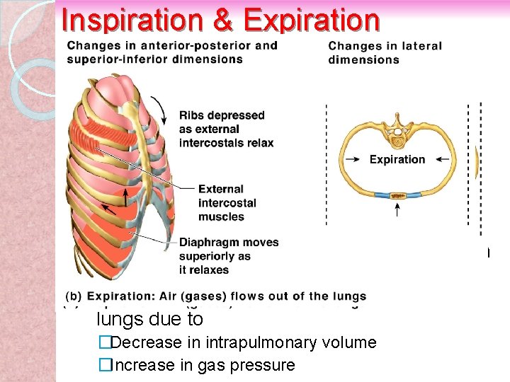 Chapter 13 The Respiratory System Organs of the