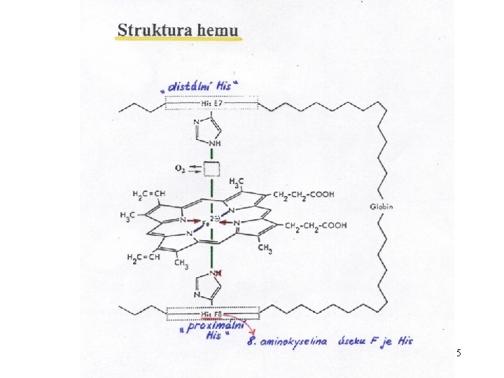 1 Hb structure function Department of Biochemistry V