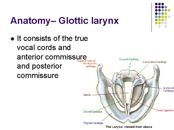 Laryngeal Cancer Clerk 2 Supervisor Anatomy Anatomy Vaezi