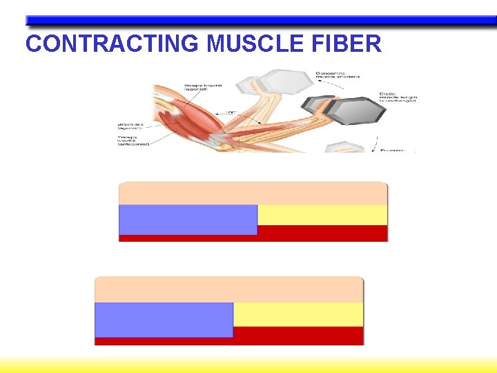 MUSCLES AND HOW THEY MOVE Learning Objectives w
