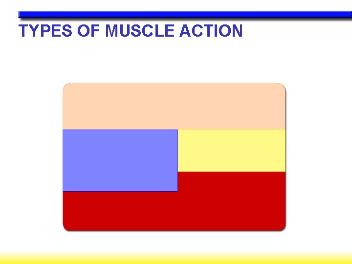 MUSCLES AND HOW THEY MOVE Learning Objectives w