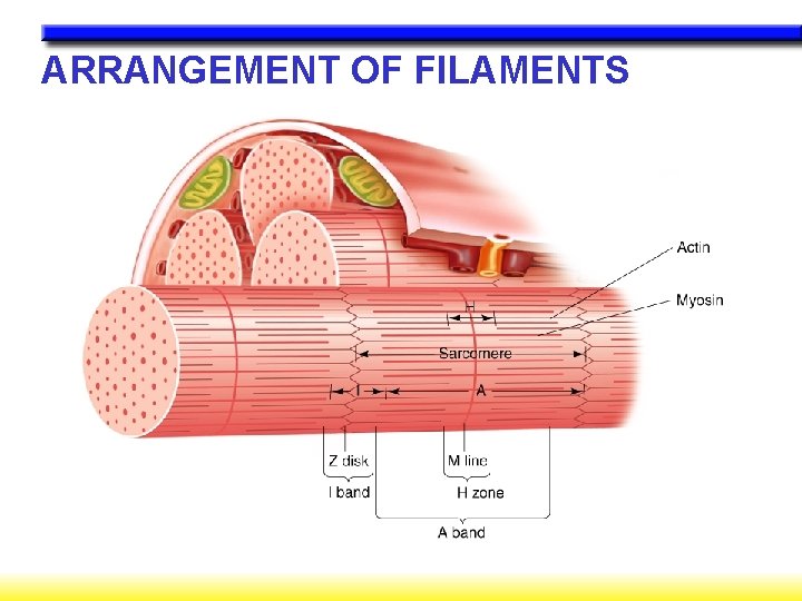 MUSCLES AND HOW THEY MOVE Learning Objectives w