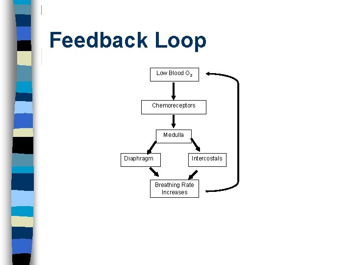 Respiration and Breathing http www youtube comwatch vKl