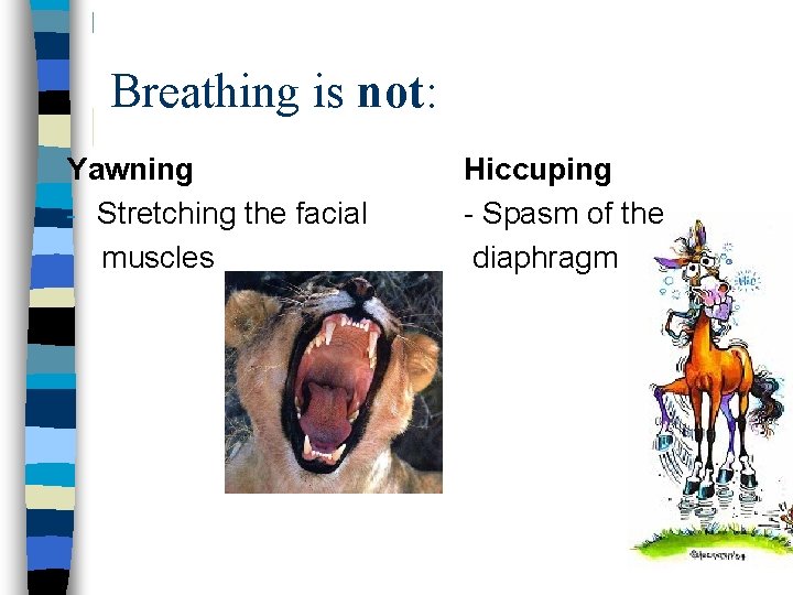 Respiration and Breathing http www youtube comwatch vKl