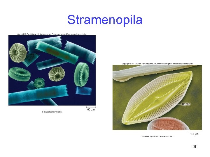 Protists Chapter 29 Protists are the most diverse