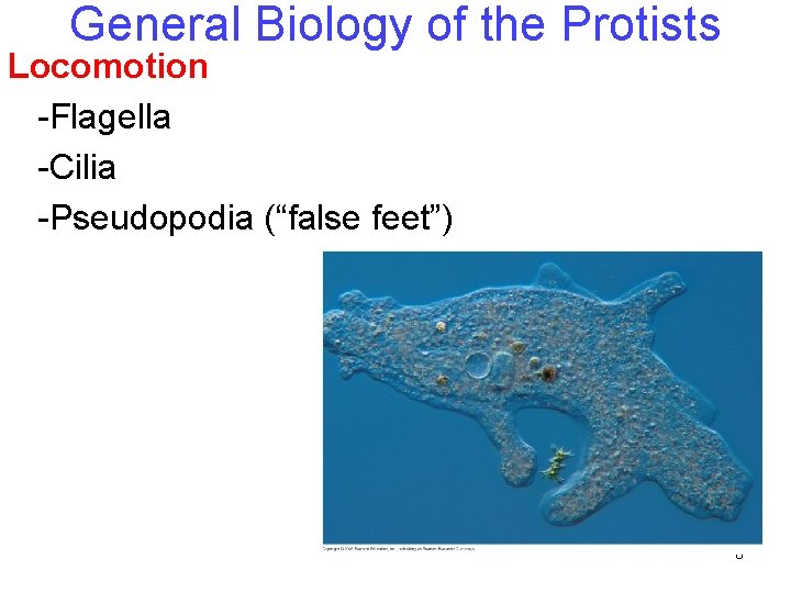 Protists Chapter 29 Protists are the most diverse
