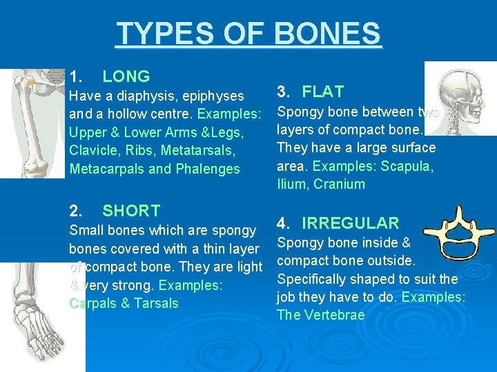 SKELETAL SYSTEM Lesson 1 PT 1 BTEC PE