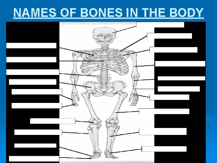 SKELETAL SYSTEM Lesson 1 PT 1 BTEC PE