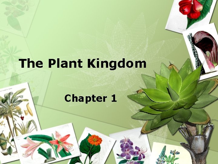 The Plant Kingdom Chapter 1 Evolution of Plants