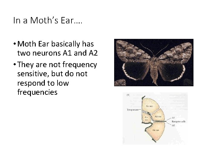 Brain and Behaviour Brain Brian Introduction Behaviour is